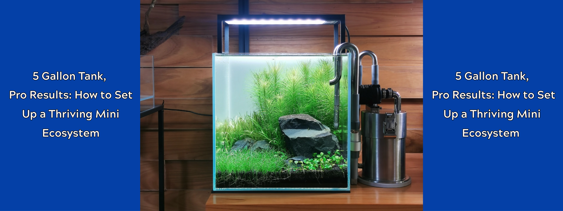 5 Gallon Tank, Pro Results: How to Set Up a Thriving Mini Ecosystem (N ...